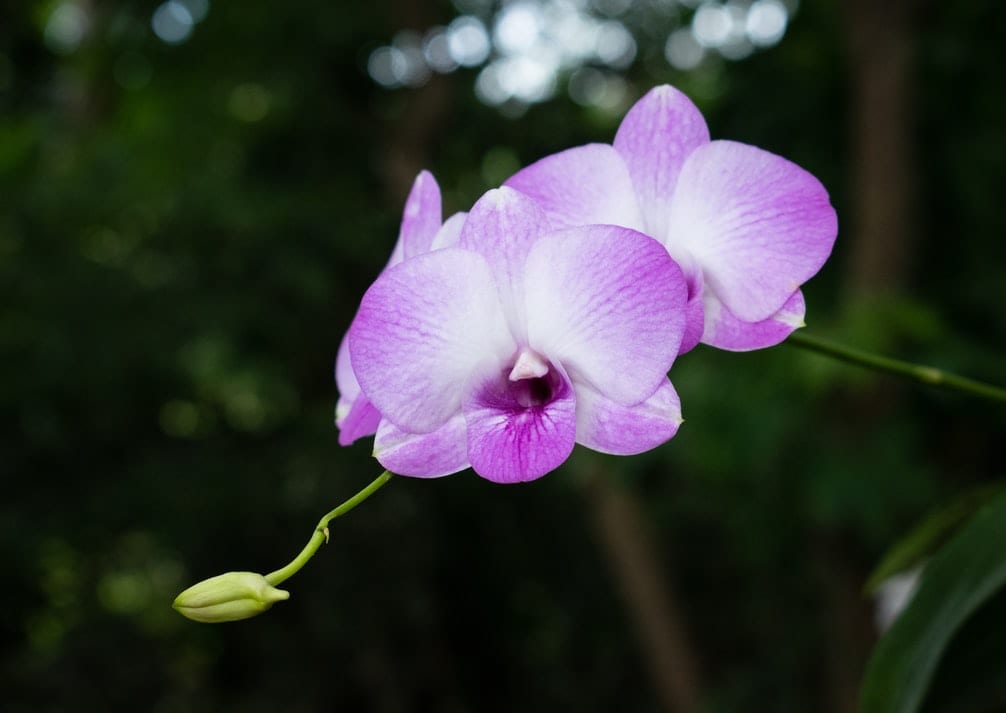 Unusual Orchids You Must Know About | Pansy Maiden