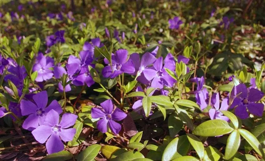 Periwinkle Flower: Meaning, Symbolism, and Colors | Pansy Maiden