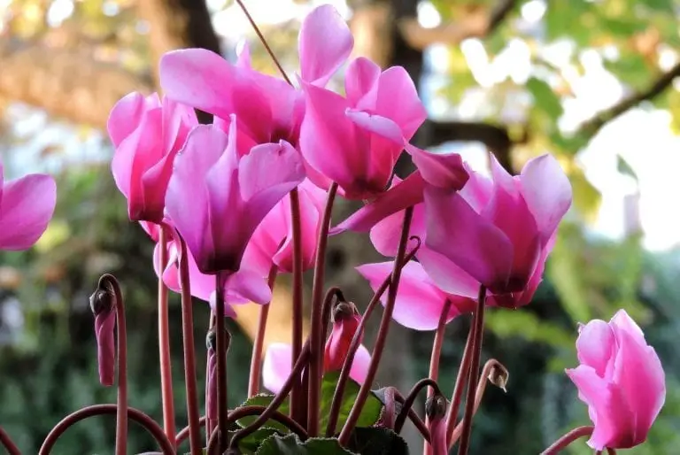 Cyclamen Flower: Meaning, Symbolism, and Colors | Pansy Maiden