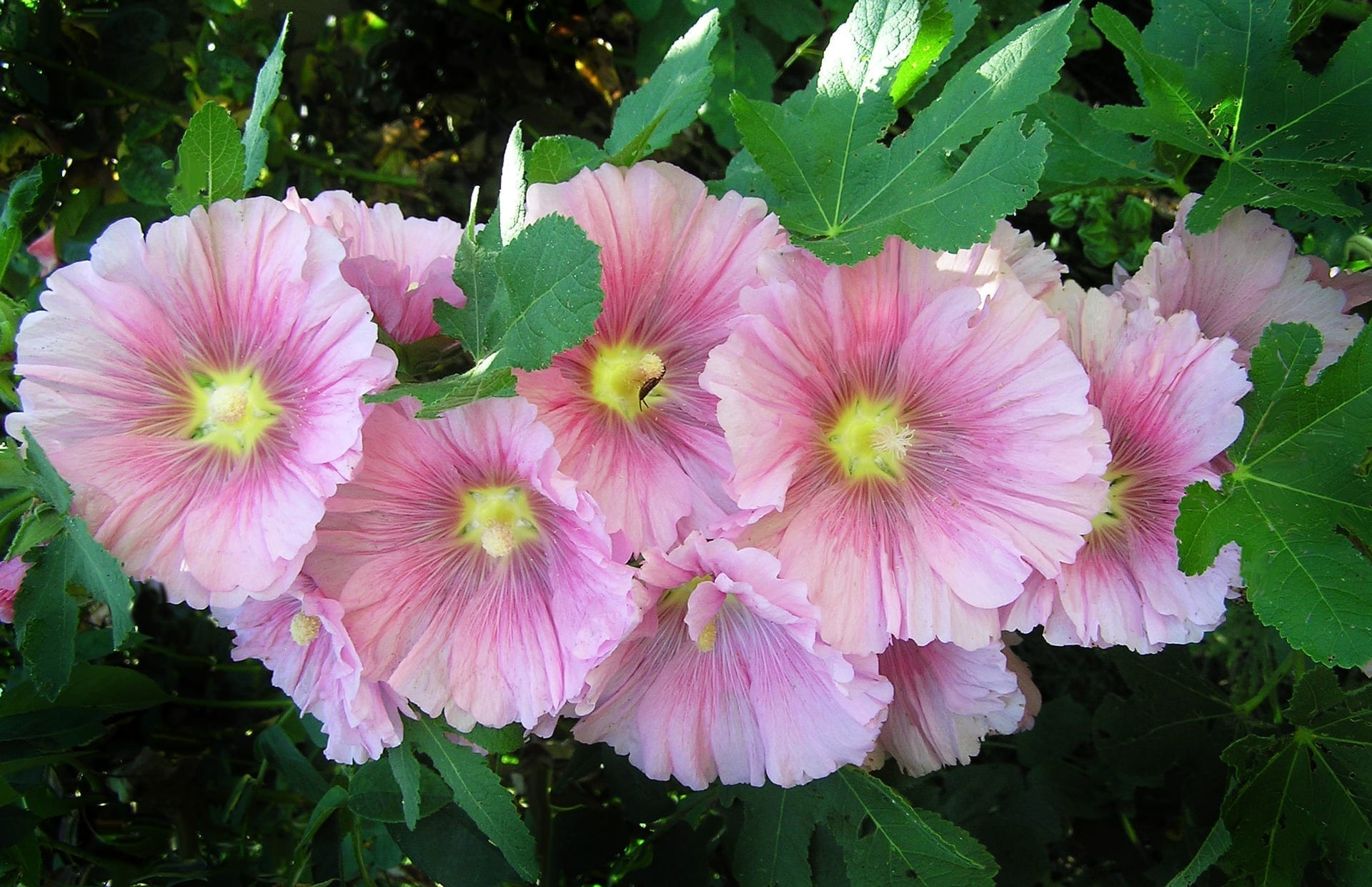 Hollyhock Flower: Meaning, Symbolism, and Colors | Pansy Maiden
