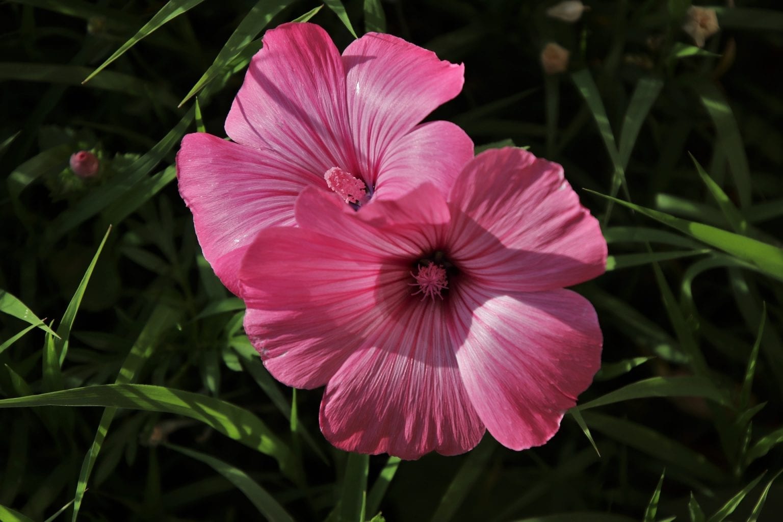 Mallow Flower: Meaning, Symbolism, and Colors | Pansy Maiden