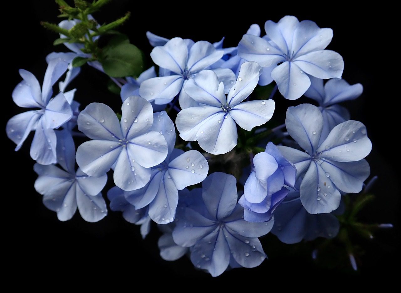 Plumbago Flower: Meaning, Symbolism, and Colors | Pansy Maiden
