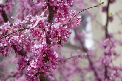 Acacia Flower: Meaning, Symbolism, and Colors | Pansy Maiden