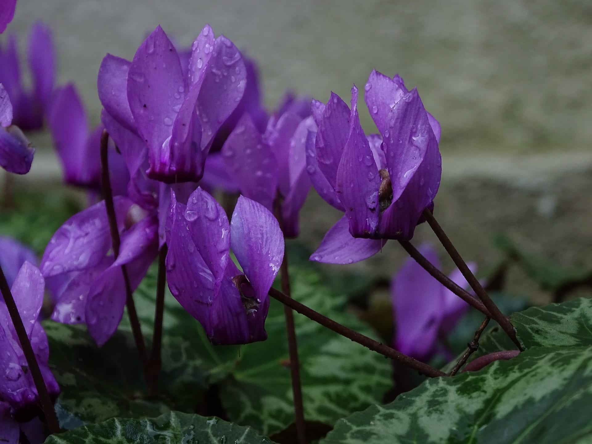 Cyclamen Flower: Meaning, Symbolism, and Colors | Pansy Maiden