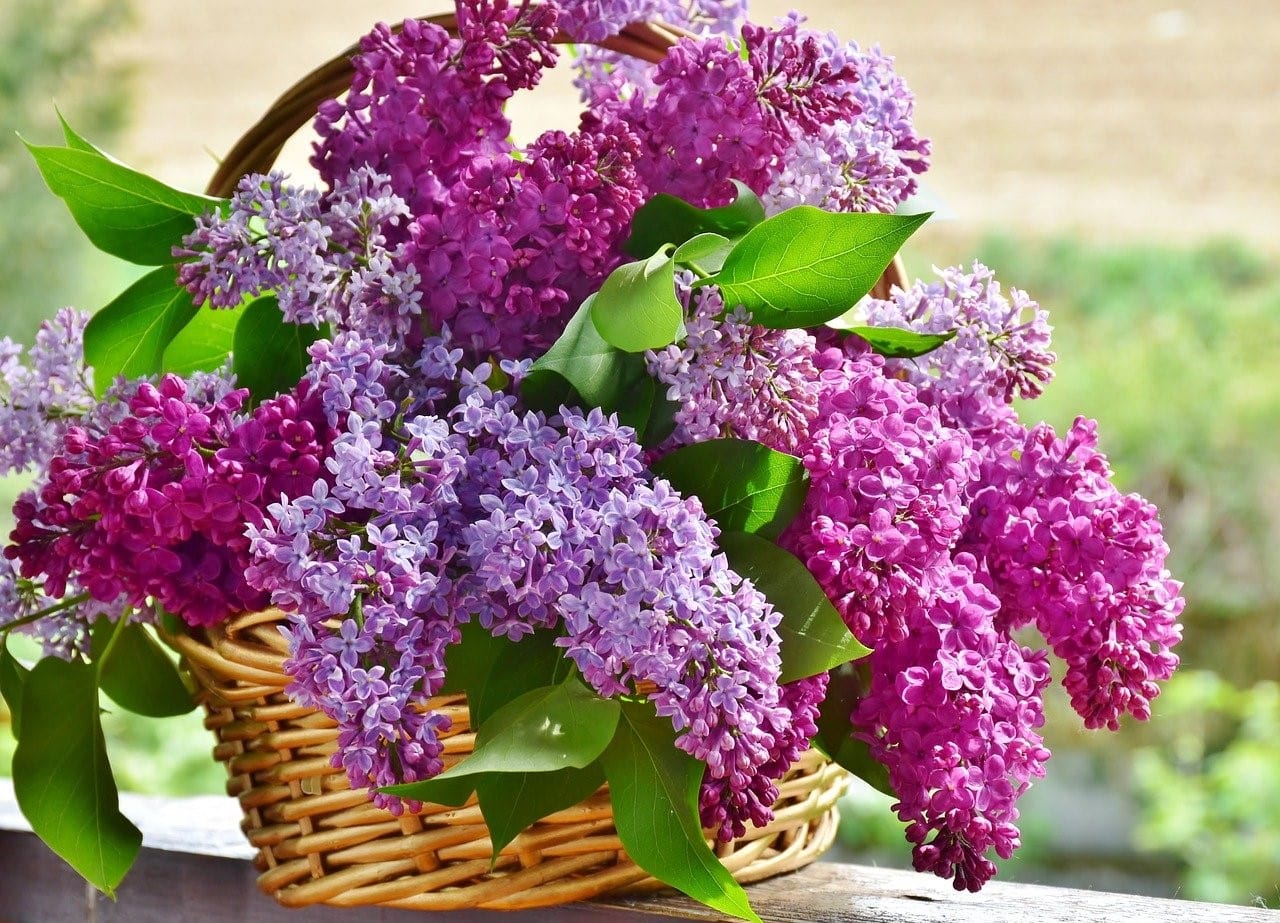 All you need to know about pruning lilacs | Pansy Maiden