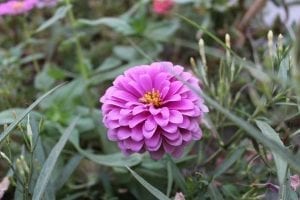 Zinnia Flower: Meaning, Symbolism, and Colors | Pansy Maiden