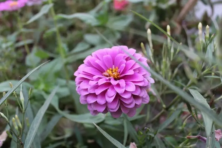 Zinnia Flower: Meaning, Symbolism, and Colors | Pansy Maiden
