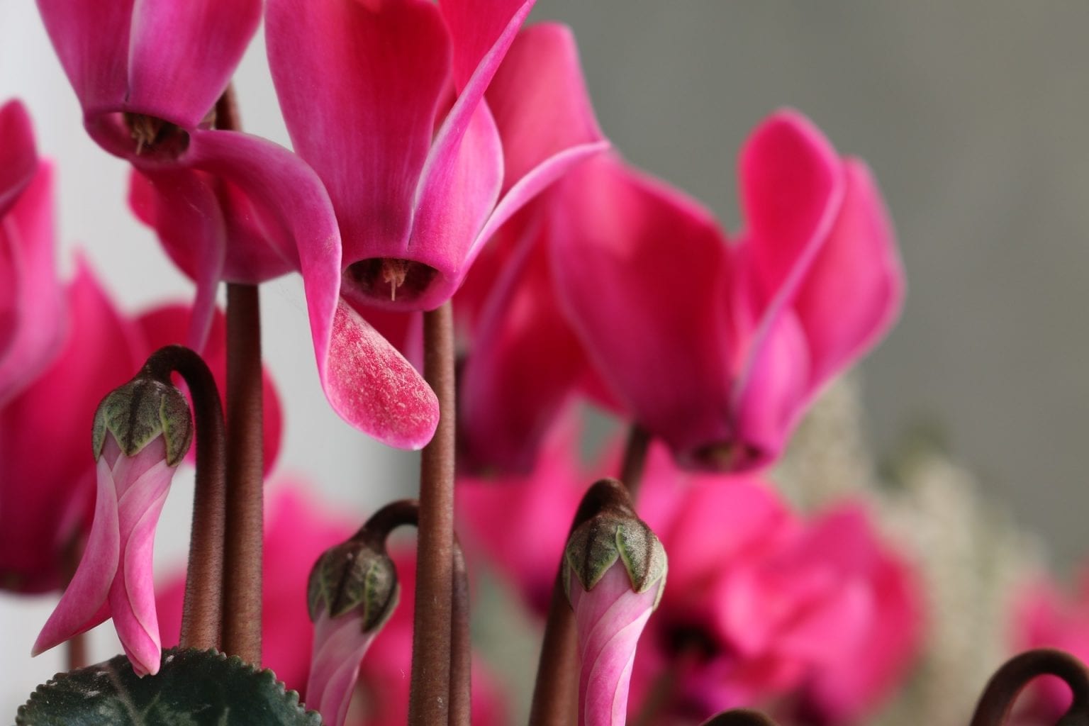 Cyclamen Flower: Meaning, Symbolism, and Colors | Pansy Maiden