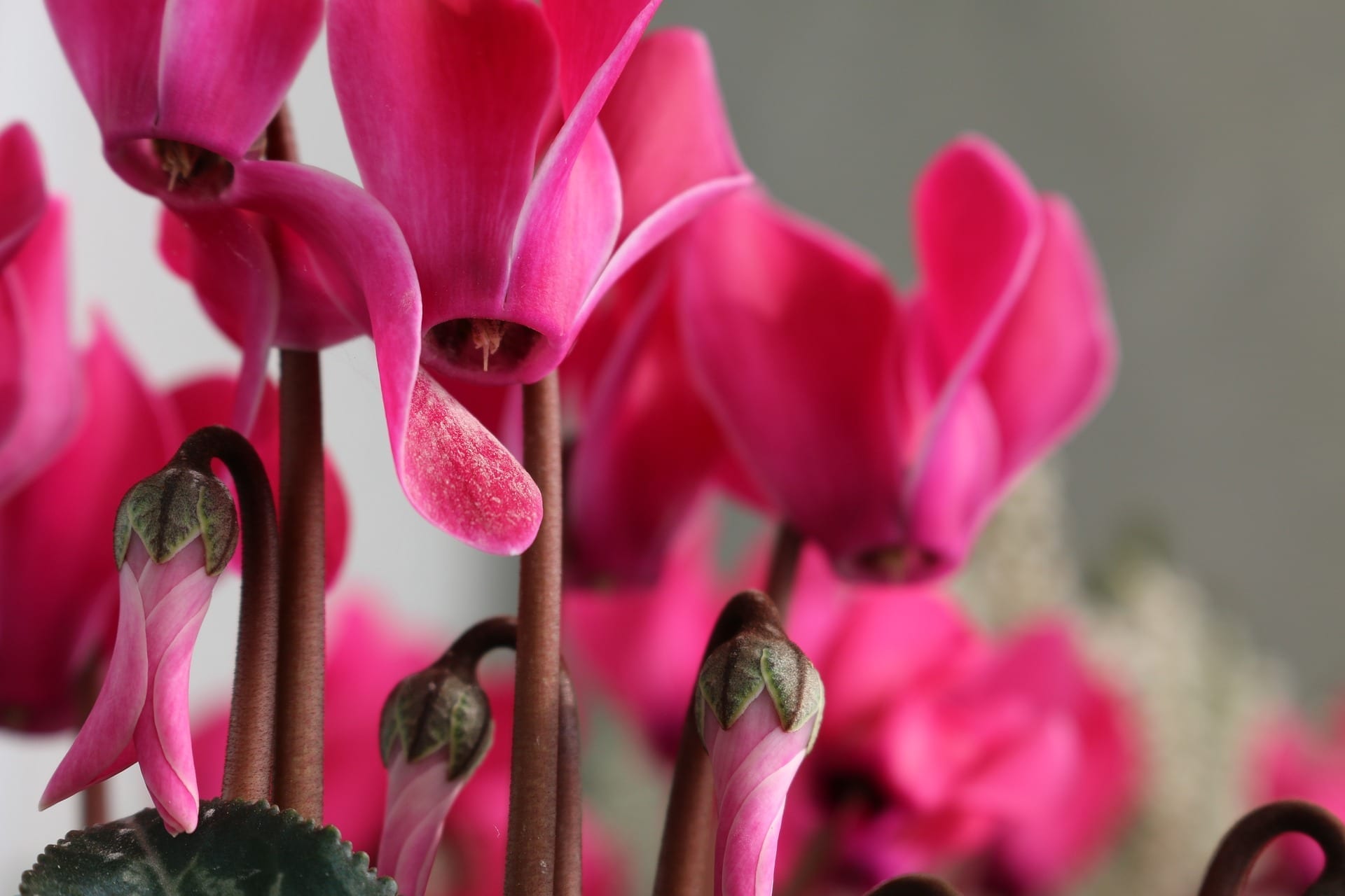 Cyclamen Flower: Meaning, Symbolism, and Colors | Pansy Maiden