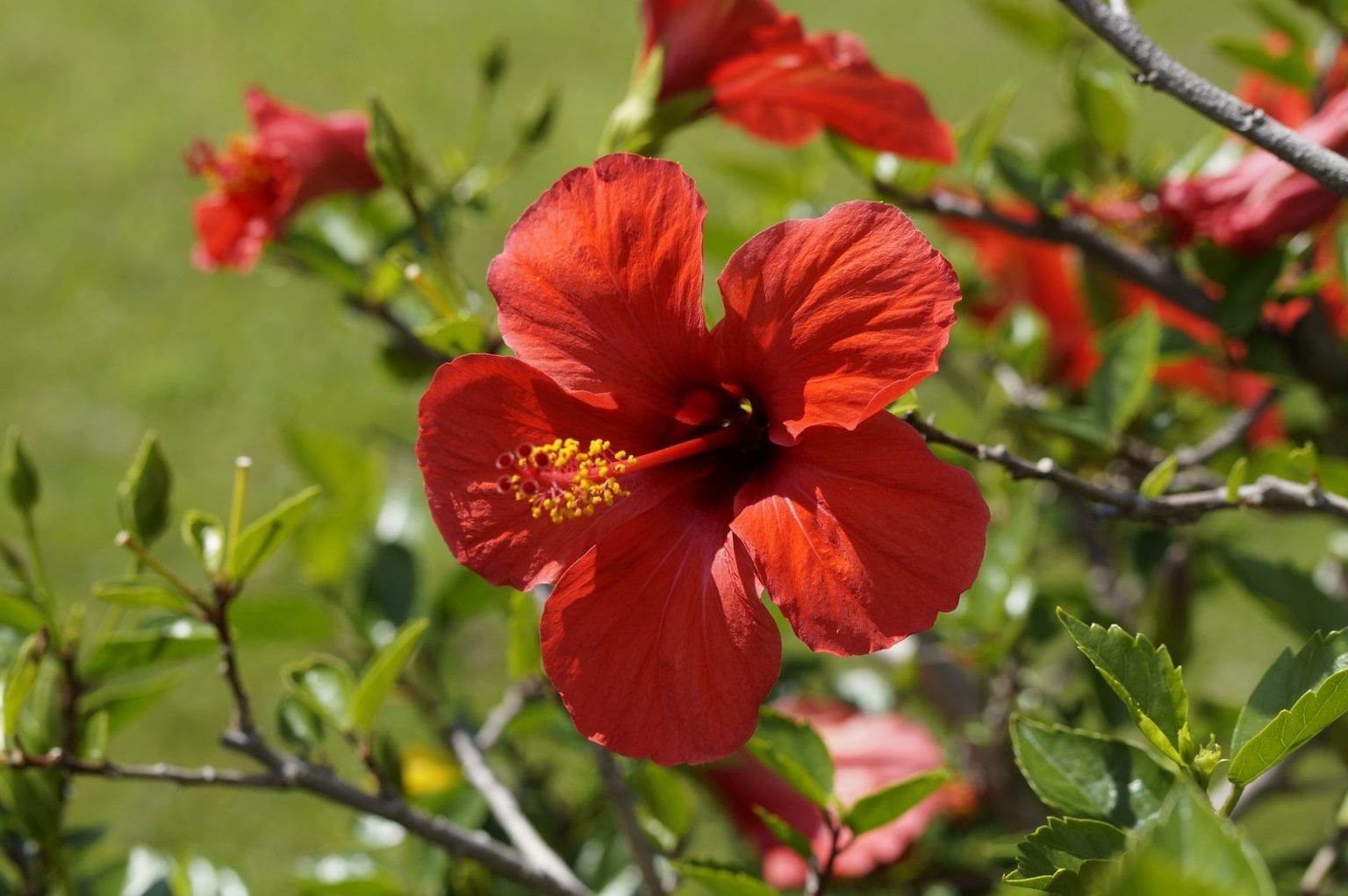 Mallow Flower: Meaning, Symbolism, and Colors | Pansy Maiden