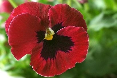 Pansy Flower: Meaning, Symbolism, and Colors | Pansy Maiden