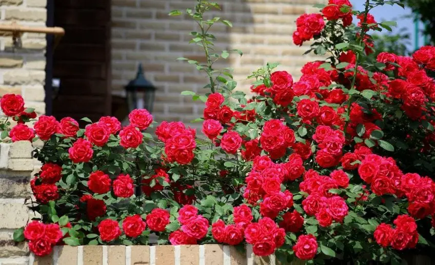 How to Choose the Ideal Rose Bush Size for your Garden | Pansy Maiden