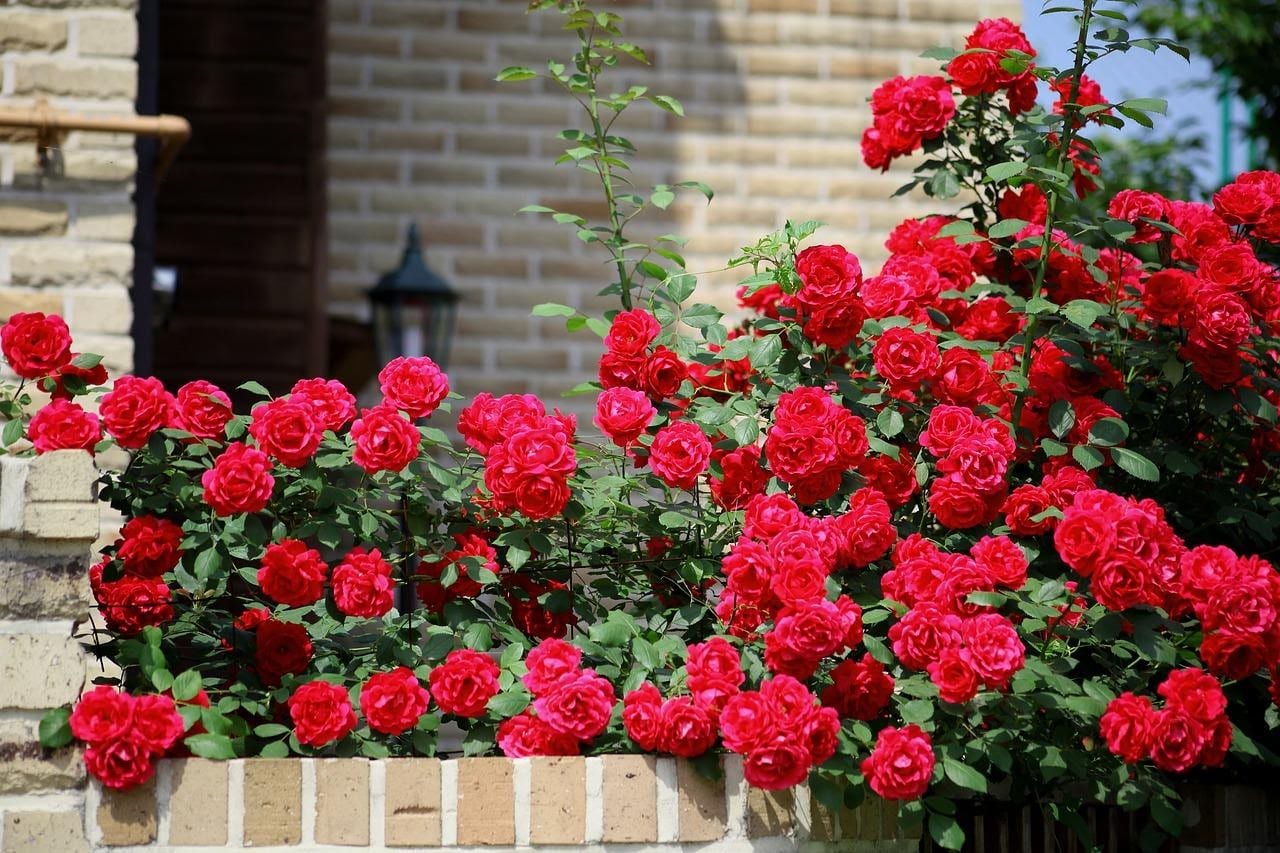 How to Choose the Ideal Rose Bush Size for your Garden | Pansy Maiden