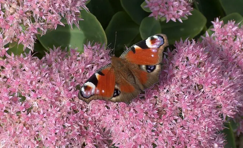 Sedum Flower: Meaning, Symbolism, and Colors | Pansy Maiden