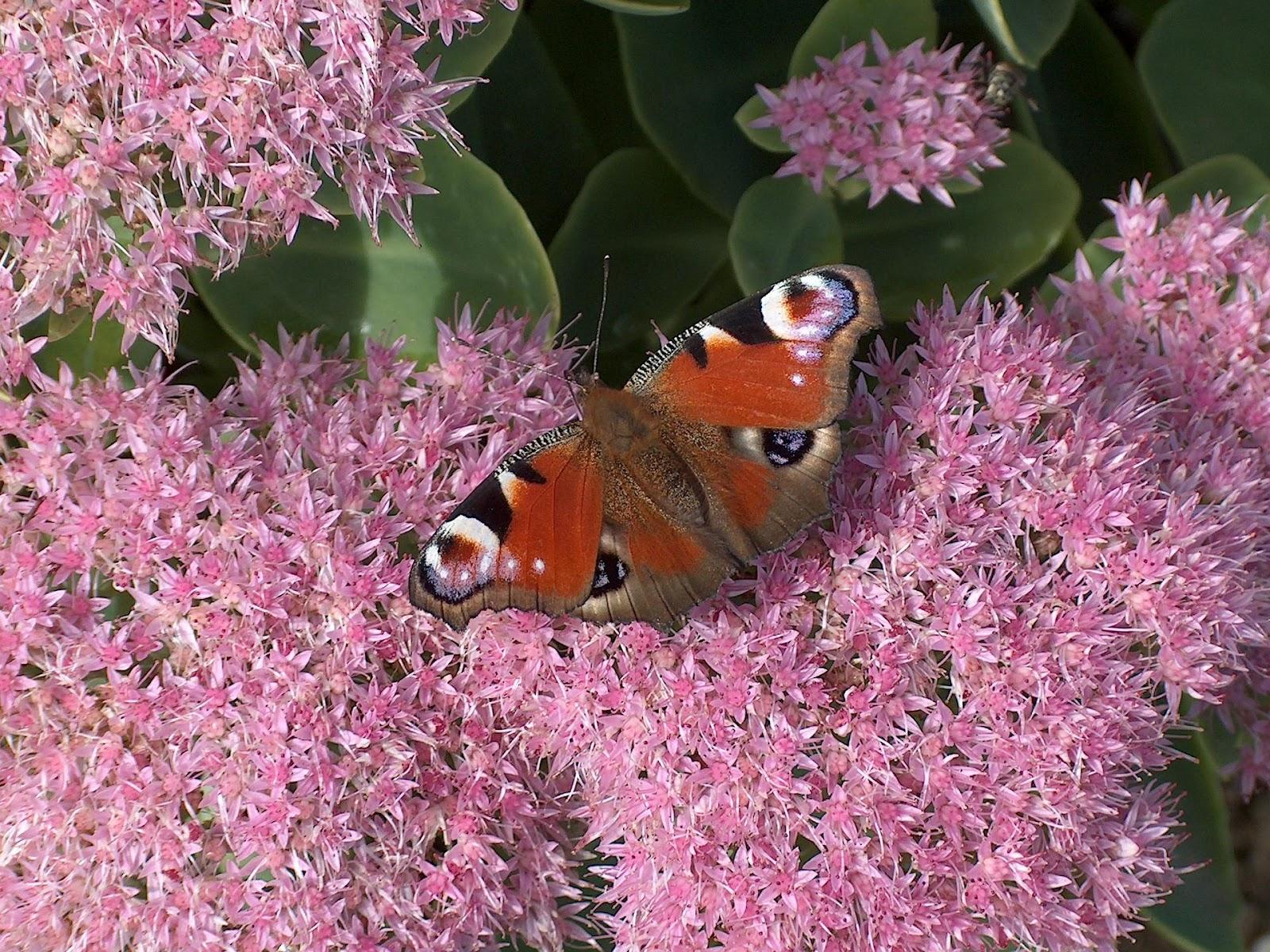 Sedum Flower: Meaning, Symbolism, and Colors | Pansy Maiden