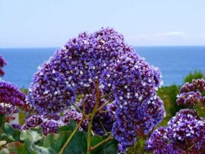 Caspia (Statice) Flower: Meaning, Symbolism, and Colors | Pansy Maiden