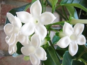 Stephanotis Flower: Meaning, Symbolism, and Colors | Pansy Maiden