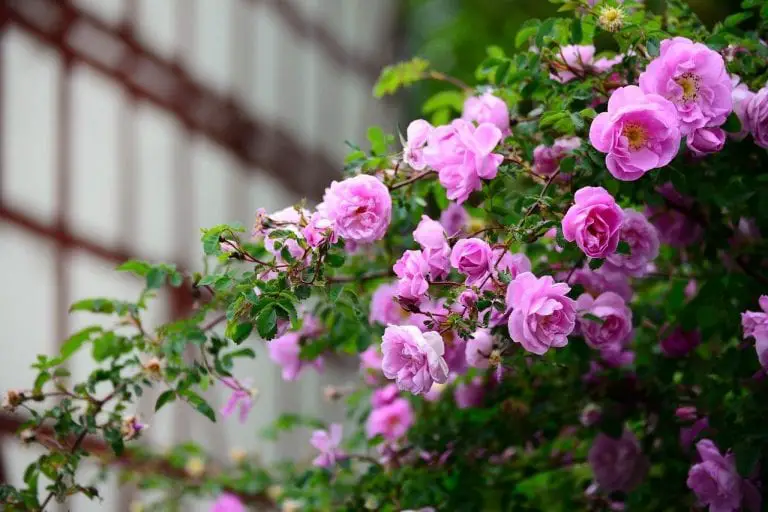 How to Choose the Ideal Rose Bush Size for your Garden | Pansy Maiden
