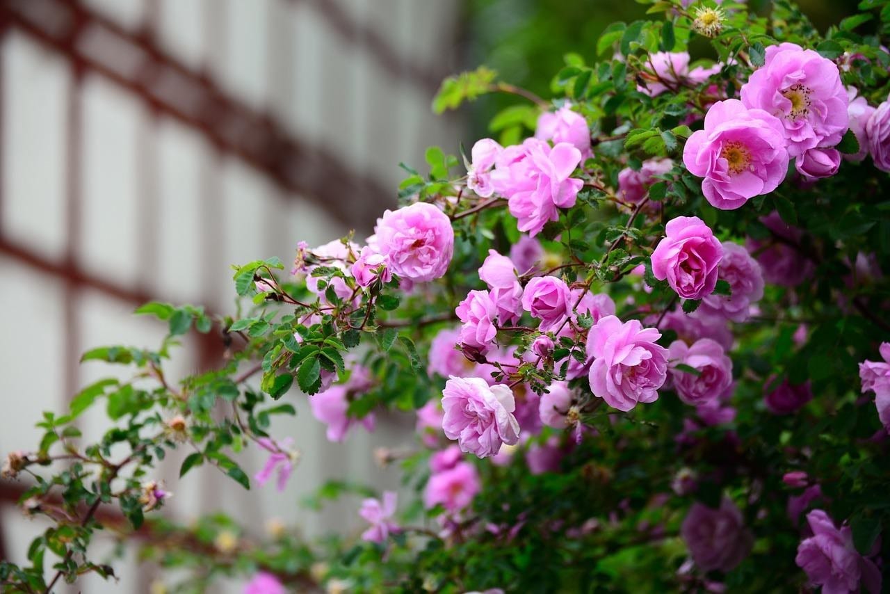 How to Choose the Ideal Rose Bush Size for your Garden | Pansy Maiden