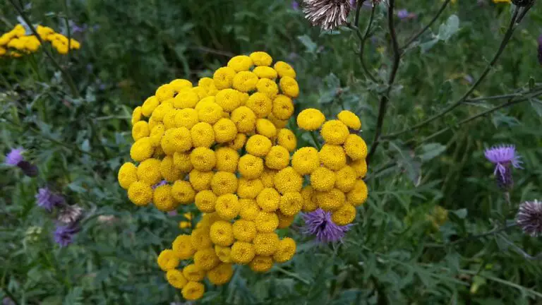 Tansy Flower: Meaning, Symbolism, and Colors | Pansy Maiden