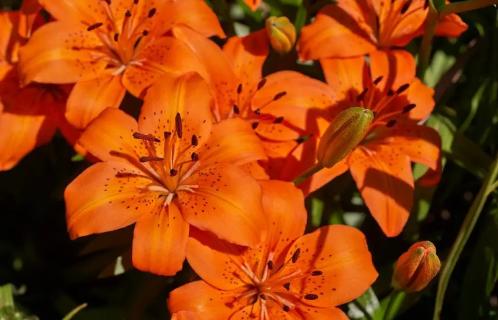 Interesting Facts About Tiger Lilies | Pansy Maiden