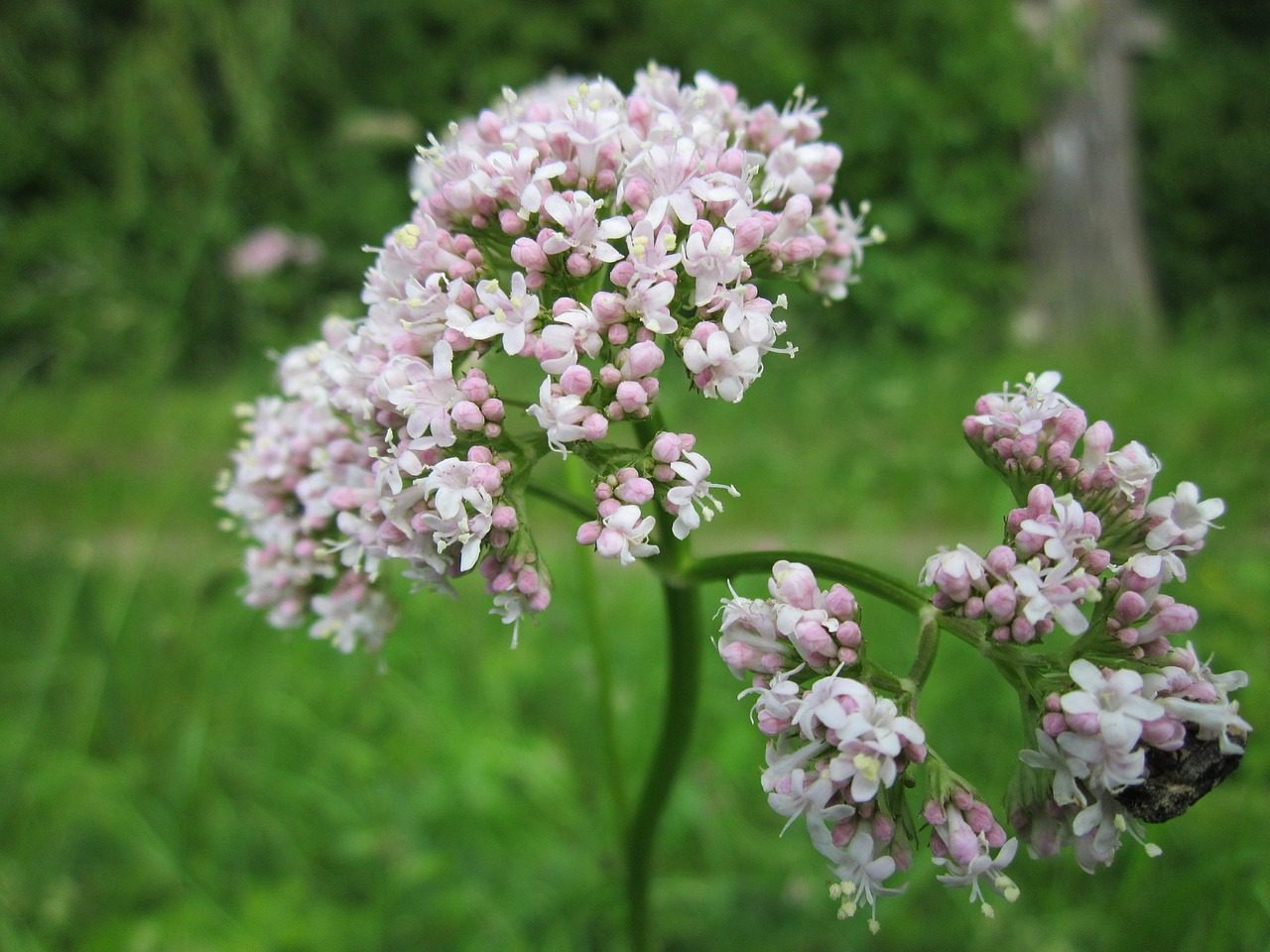 Valerian Flower: Meaning, Symbolism, and Colors | Pansy Maiden