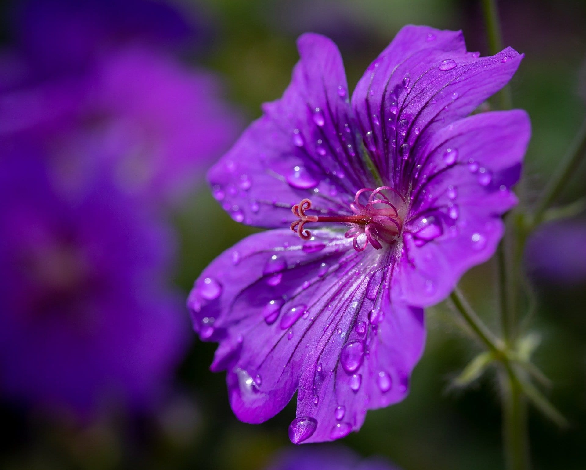 Geranium Flower: Meaning, Symbolism, and Colors | Pansy Maiden