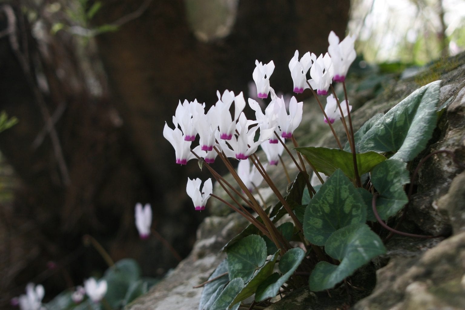Cyclamen Flower: Meaning, Symbolism, and Colors | Pansy Maiden