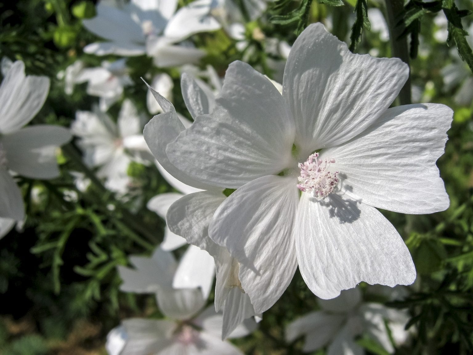 Mallow Flower: Meaning, Symbolism, and Colors | Pansy Maiden