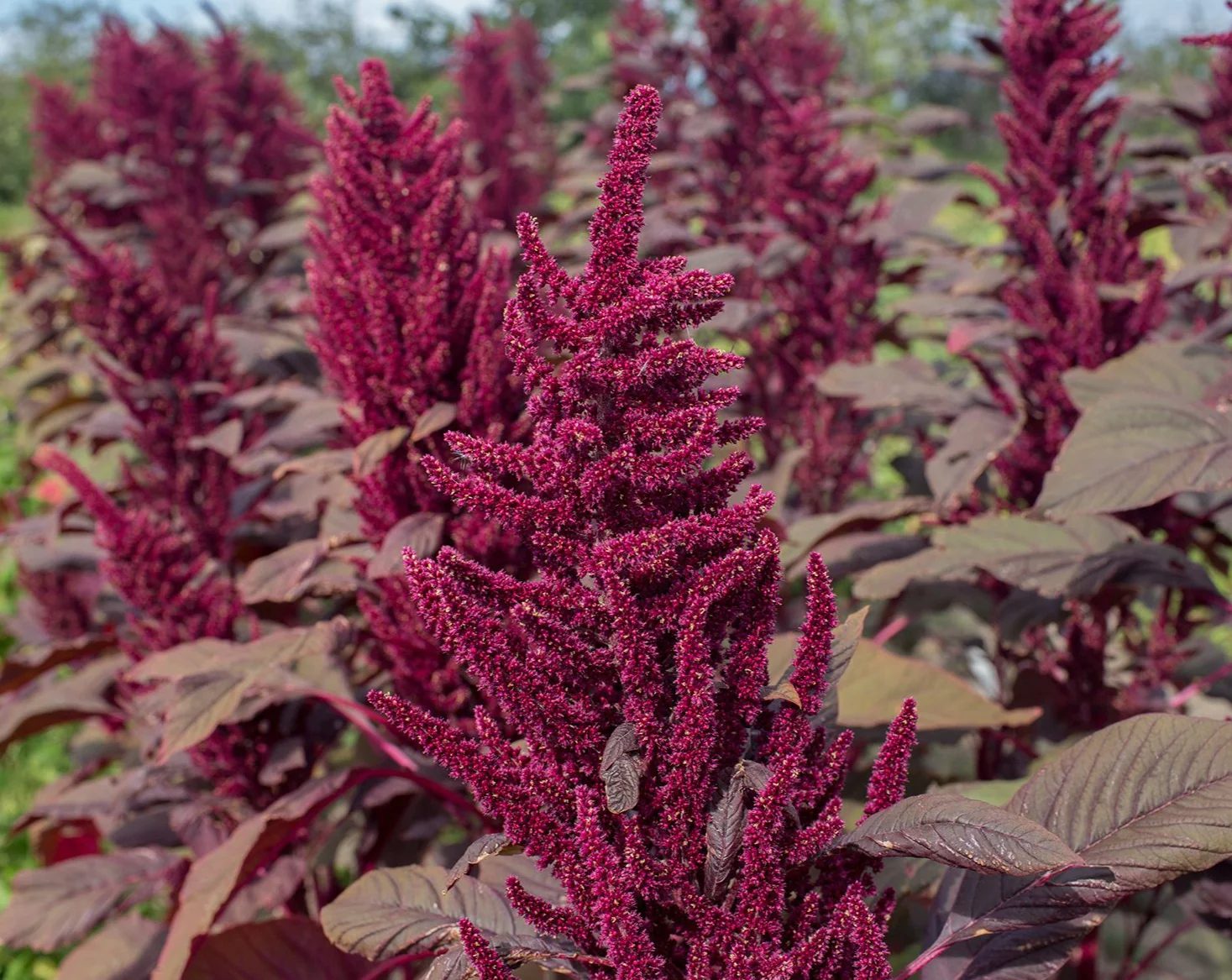Amaranth Flower: Meaning, Symbolism, and Colors | Pansy Maiden
