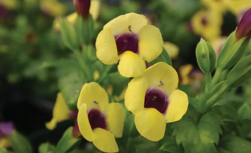 Catalina Flower: Meaning, Symbolism, and Colors | Pansy Maiden