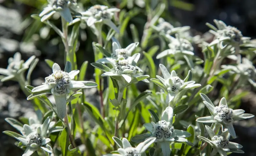 Edelweiss Flower: Meaning, Symbolism, and Colors | Pansy Maiden