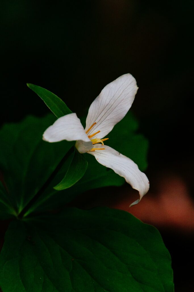 Trillium Flower: Meaning, Symbolism, And Colors | Pansy Maiden