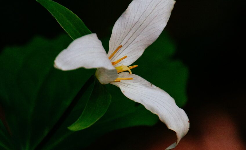 Trillium Flower: Meaning, Symbolism, And Colors | Pansy Maiden