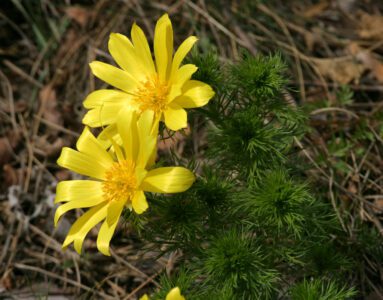 Adonis Flower: Meaning, Symbolism, and Colors | Pansy Maiden