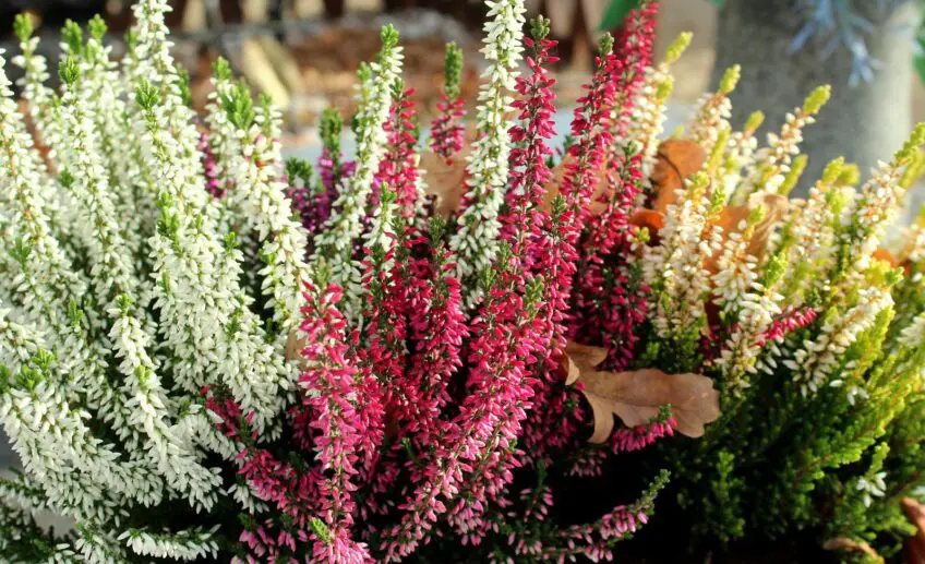 Heather Flower: Meaning, Symbolism, and Colors | Pansy Maiden