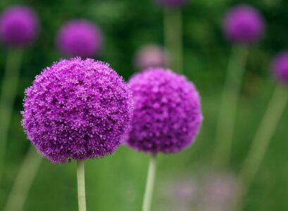 Allium Flower: Meaning, Symbolism, and Colors | Pansy Maiden