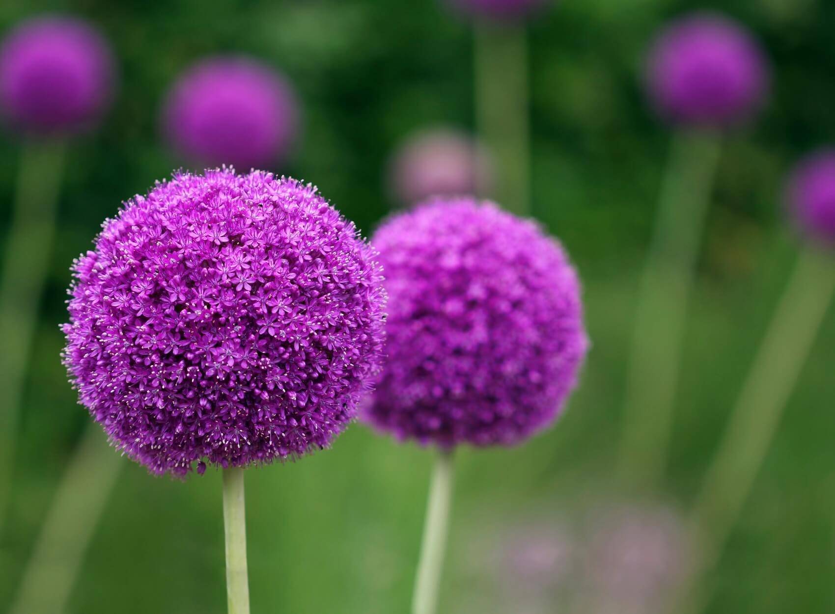 Allium Flower: Meaning, Symbolism, and Colors | Pansy Maiden