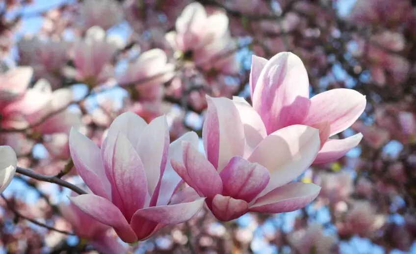 3 Major Flowers That Mean or Signify Perseverance | Pansy Maiden