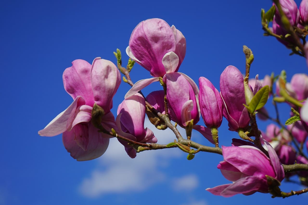 Types of magnolia flowers you must know about | Pansy Maiden