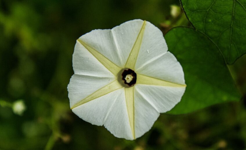 Moonflower Flower: Meaning, Symbolism, and Colors | Pansy Maiden