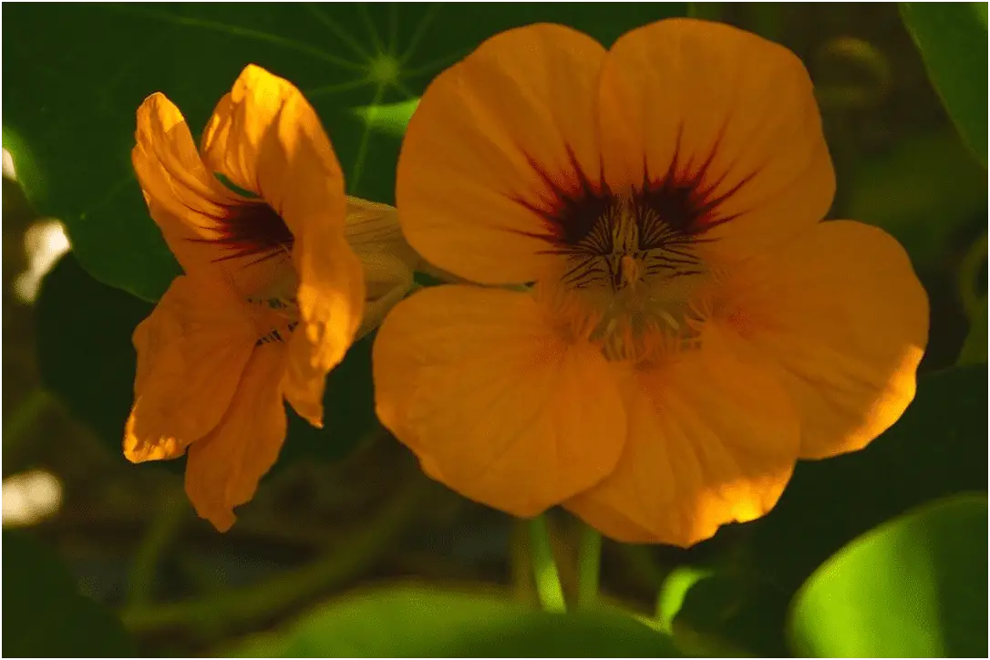 Bib Flower: Meaning, Symbolism, and Colors | Pansy Maiden