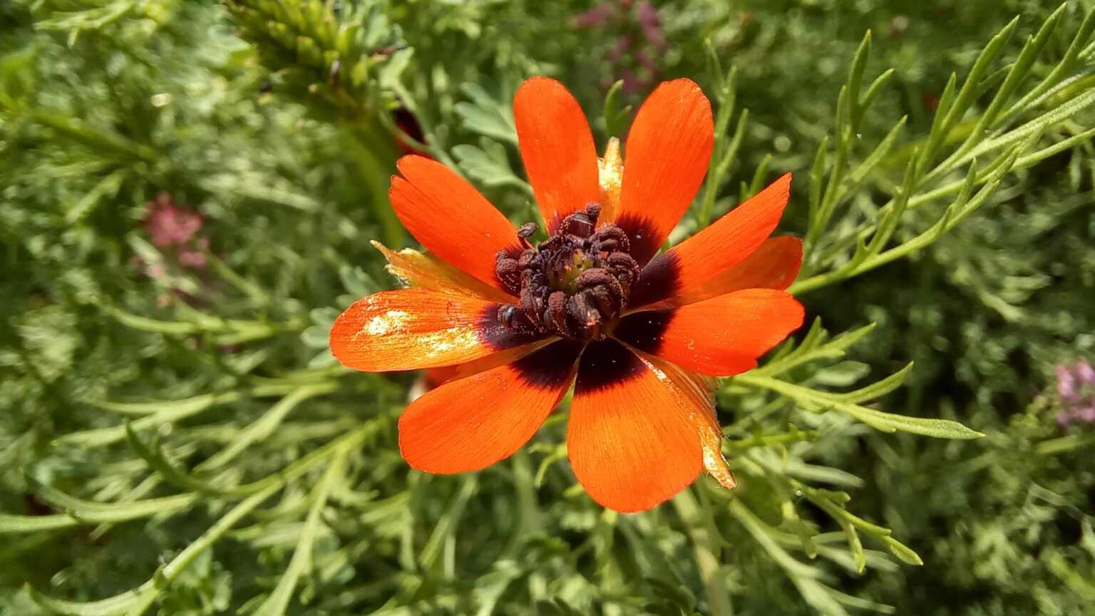 Adonis Flower: Meaning, Symbolism, and Colors | Pansy Maiden