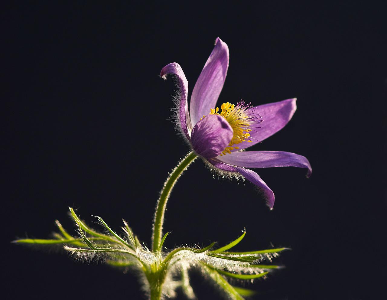 Pasque Flower: Meaning, Symbolism, and Colors | Pansy Maiden