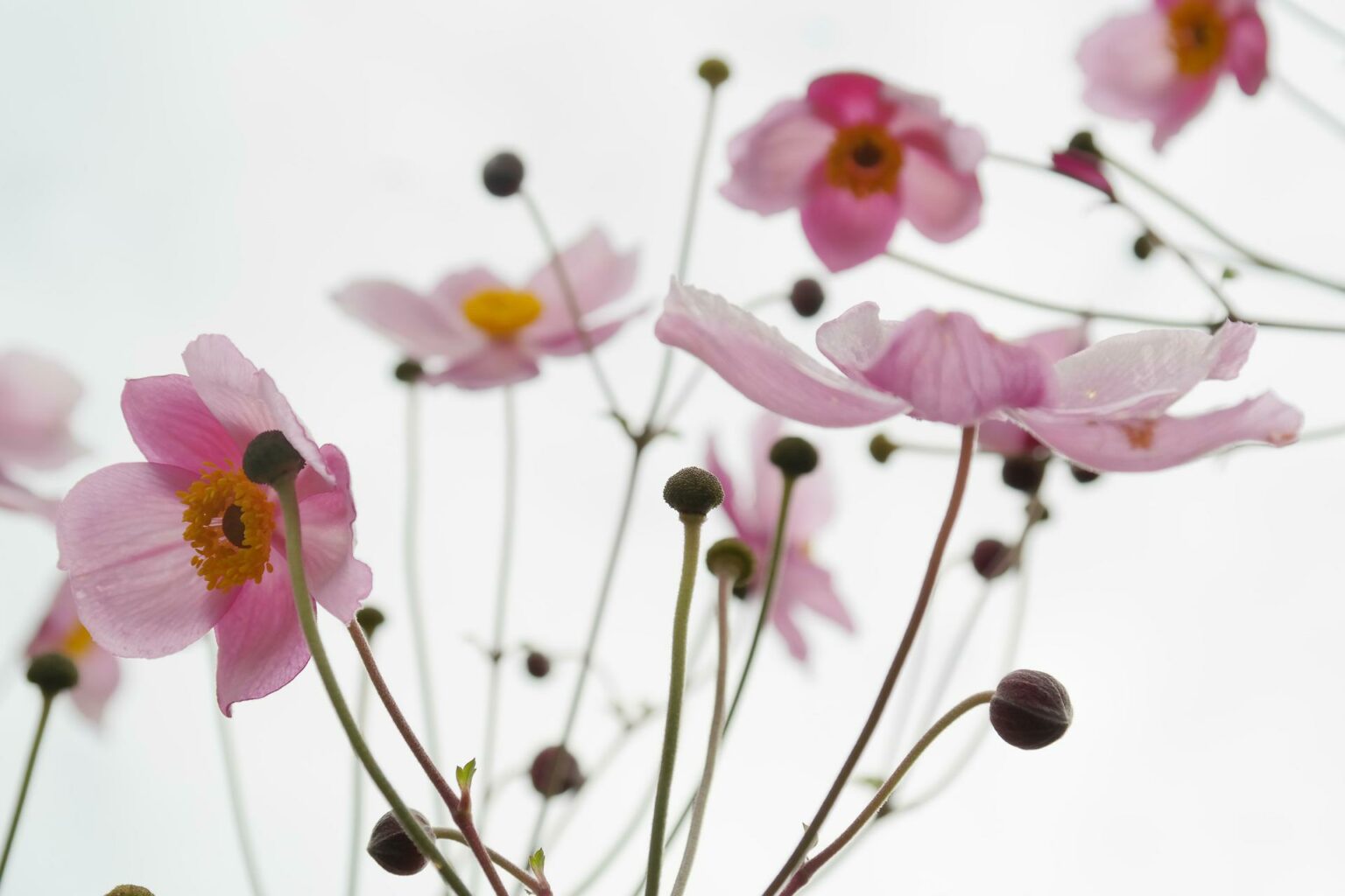 Anemone Flower: Meaning, Symbolism, and Colors | Pansy Maiden