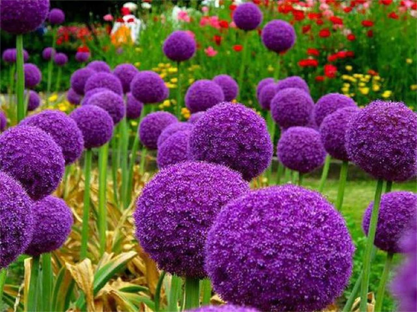 Allium Flower: Meaning, Symbolism, and Colors | Pansy Maiden
