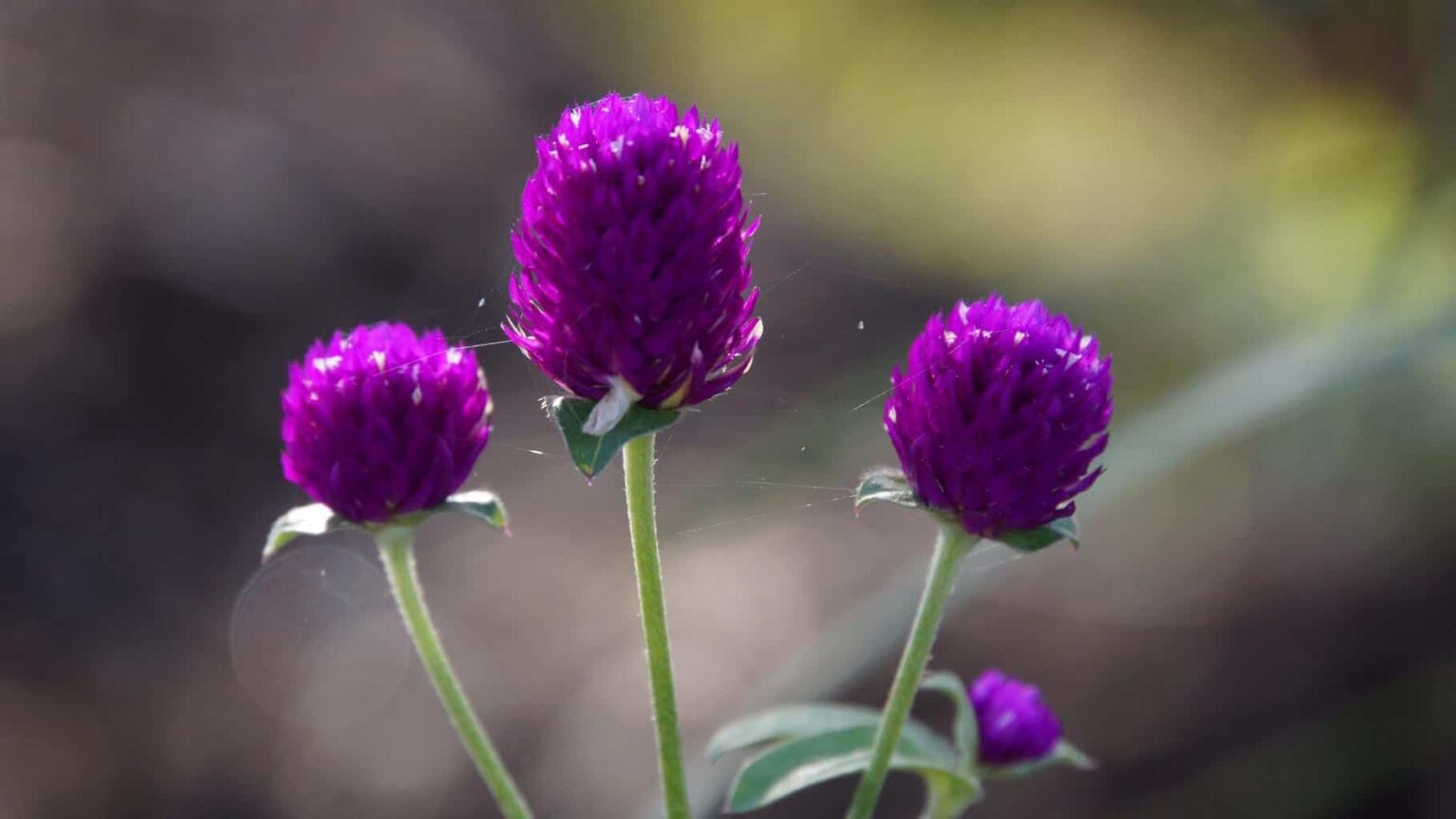 Amaranth Flower: Meaning, Symbolism, and Colors | Pansy Maiden