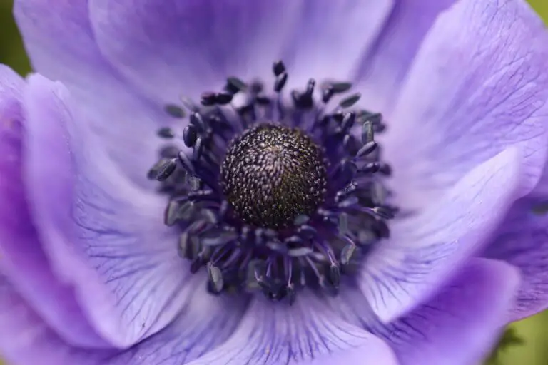 Anemone Flower: Meaning, Symbolism, and Colors | Pansy Maiden