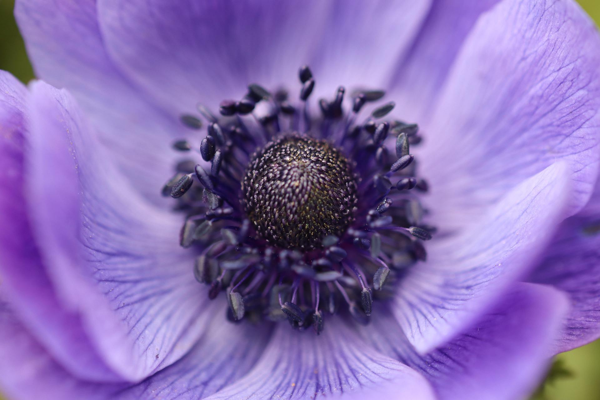 Anemone Flower: Meaning, Symbolism, and Colors | Pansy Maiden