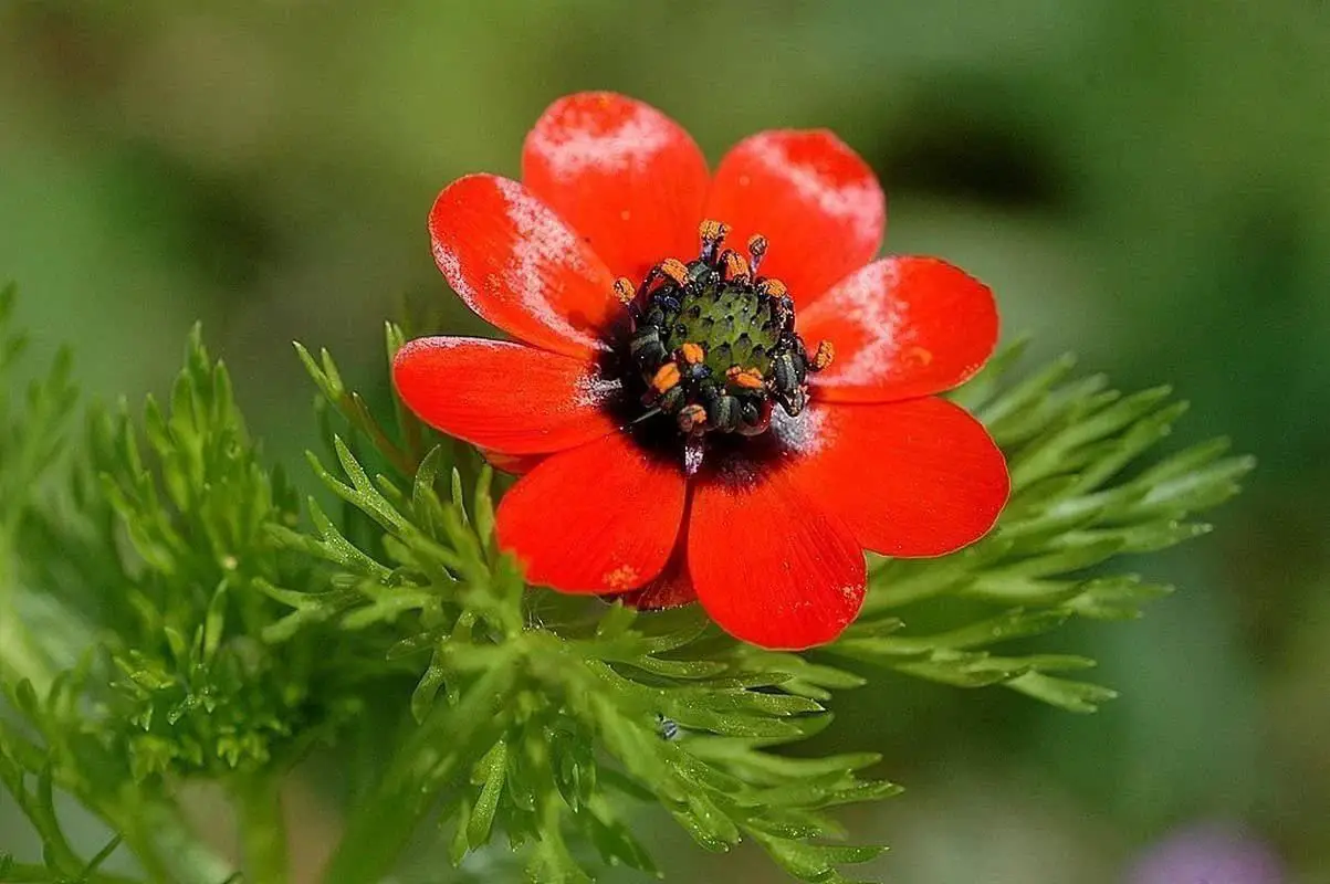 Adonis Flower: Meaning, Symbolism, and Colors | Pansy Maiden